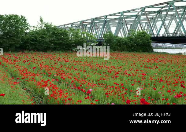 Poppy Flower Arakawa Riverside, Japan Cloudy day 2026 Stock Video ...