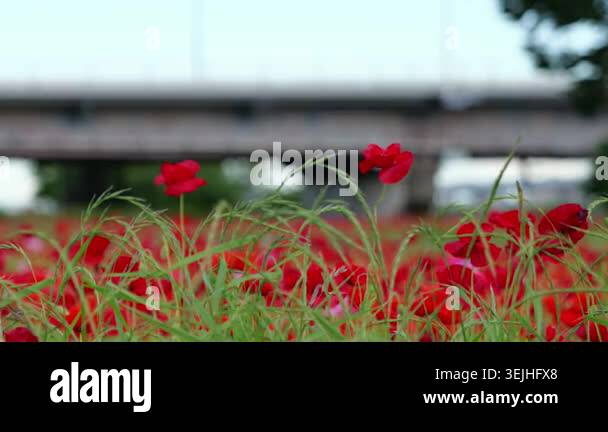Poppy Flower Arakawa Riverside, Japan Cloudy day 2026 Stock Video ...