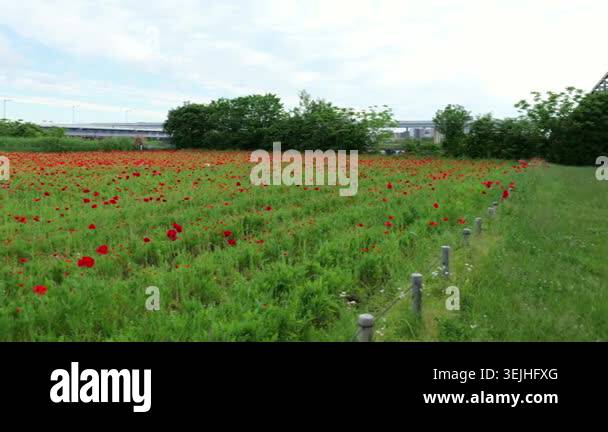 Poppy Flower Arakawa Riverside, Japan Cloudy day 2026 Stock Video ...