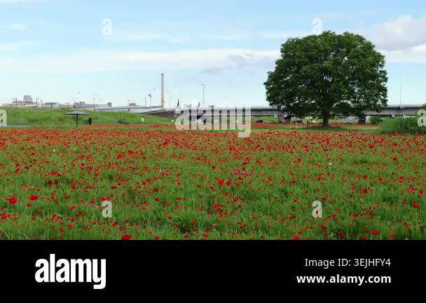Poppy Flower Arakawa Riverside, Japan Cloudy day 2026 Stock Video ...