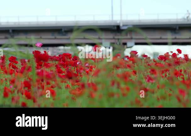 Poppy Flower Arakawa Riverside, Japan Cloudy day 2026 Stock Video ...