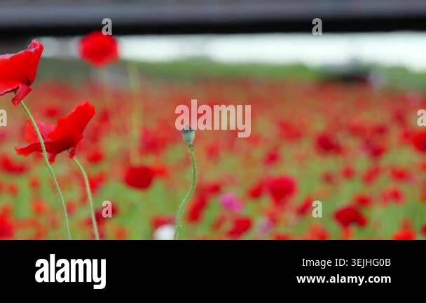 Poppy Flower Arakawa Riverside, Japan Cloudy day 2026 Stock Video ...