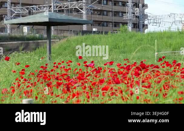 Poppy Flower Arakawa Riverside, Japan Cloudy day 2026 Stock Video ...