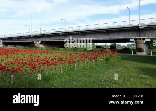 Poppy Flower Arakawa Riverside, Japan Cloudy day 2026 Stock Video ...