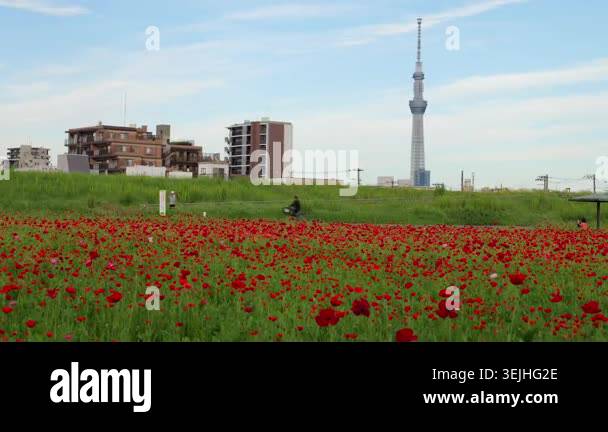 Poppy Flower Arakawa Riverside, Japan Cloudy day 2026 Stock Video ...