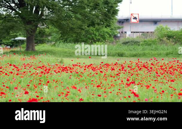 Poppy Flower Arakawa Riverside, Japan Cloudy day 2026 Stock Video ...