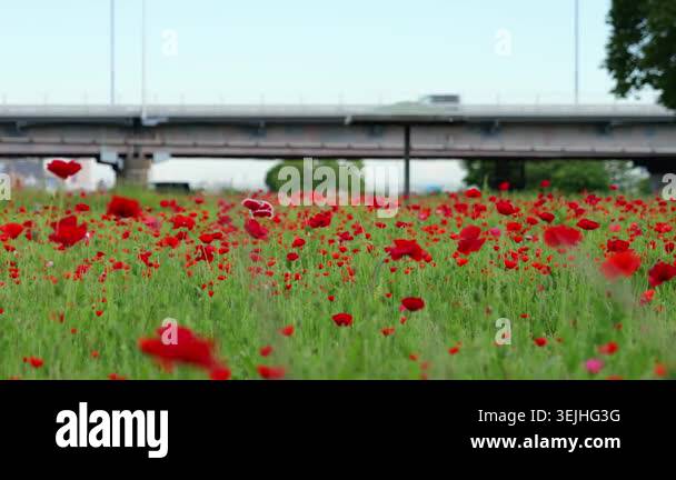 Poppy Flower Arakawa Riverside, Japan Cloudy day 2026 Stock Video ...