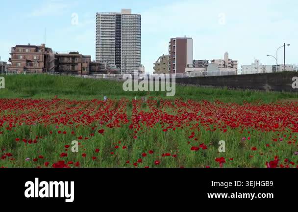 Poppy Flower Arakawa Riverside, Japan Cloudy day 2026 Stock Video ...