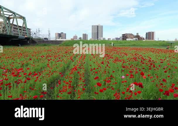 Poppy Flower Arakawa Riverside, Japan Cloudy day 2026 Stock Video ...