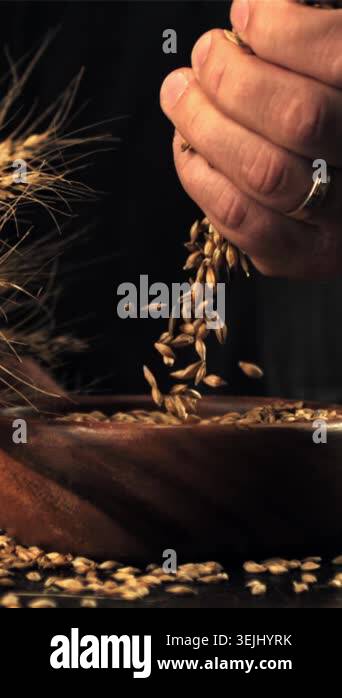 The super slow motion of barley grains from the mans hand falls into ...