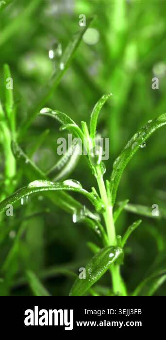 Raindrops fall on rosemary. Filmed is slow motion 1000 fps. High ...