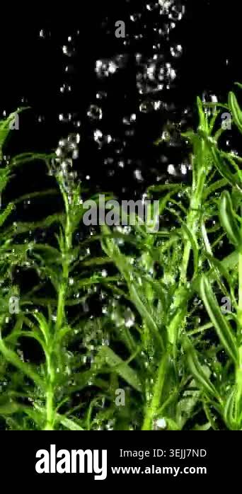 Raindrops fall on rosemary. Filmed is slow motion 1000 fps. High ...