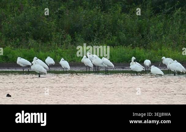 Eurasian spoonbill (Platalea leucorodia) group of birds wading in a ...