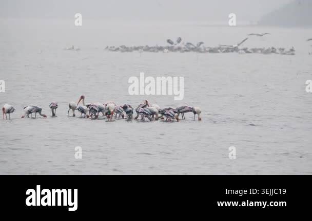 Line of painted storks standing in shallow waters of Pulicat wetland ...