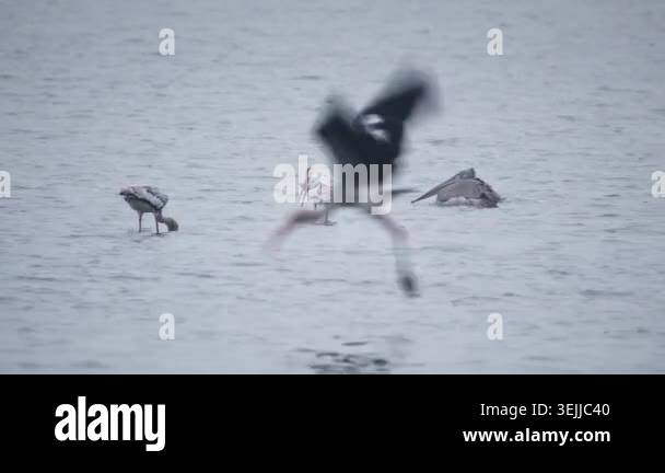 Painted stork wading through shallow water among scattered white wading ...