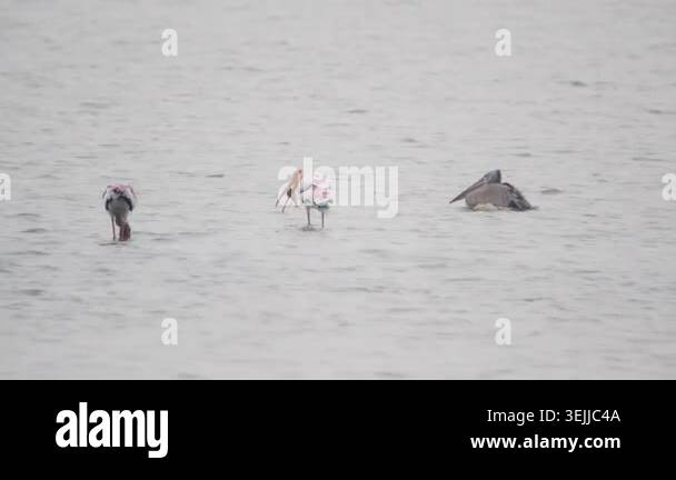 Painted stork wading through shallow water among scattered white wading ...