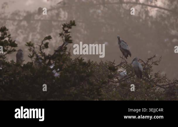 Flock of storks resting on treetops in a wetland ecosystem, surrounded ...