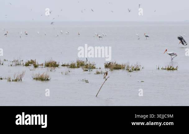 Painted stork wading through shallow water among scattered white wading ...
