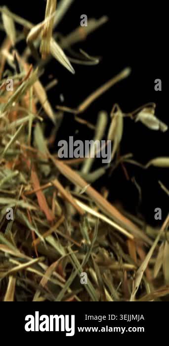 Hay flies and falls on a black background. Filmed on a high-speed ...