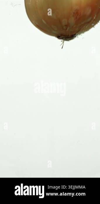 Onion fall under water on a white background. Filmed on a high-speed ...