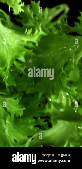 Lettuce leaves fly up and fall down. Filmed on a high-speed camera at ...