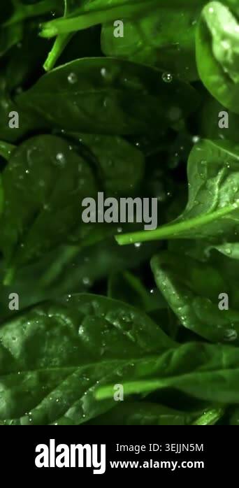 Spinach leaves fly up and fall down. Filmed on a high-speed camera at ...