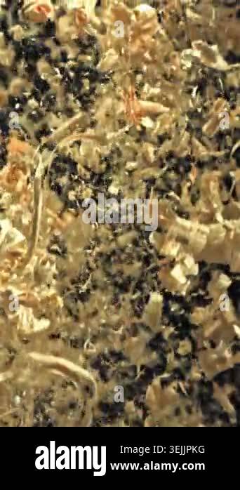 The sawdust flies up and down. Filmed on a high-speed camera at 1000 ...