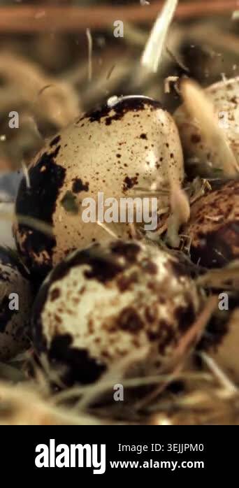 Hay falls on quail eggs. Filmed on a high-speed camera at 1000 fps ...