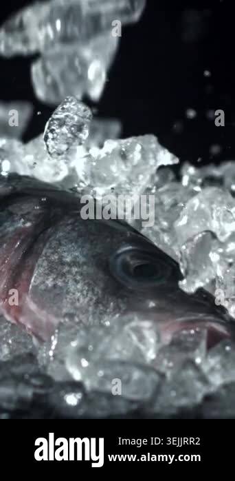 Ice falls on sea bass fish. Filmed on a high-speed camera at 1000 fps ...
