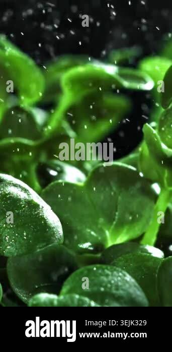 Daikon microgreens with water dust. Filmed on a high-speed camera at ...