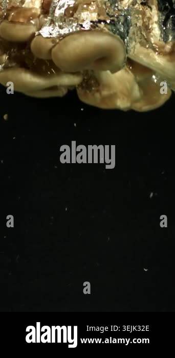 Oyster mushroom falling under water on a black background. Filmed on a ...