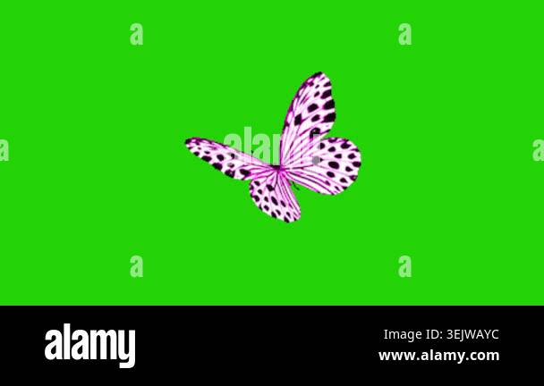 butterfly animation on green screen background Stock Video Footage - Alamy