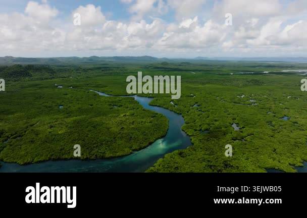 A curving river winds across dense tropical mangrove forest with clear ...