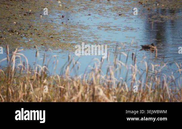 Wild duck swimming in a marshland pond covered in lily pads behind tall ...