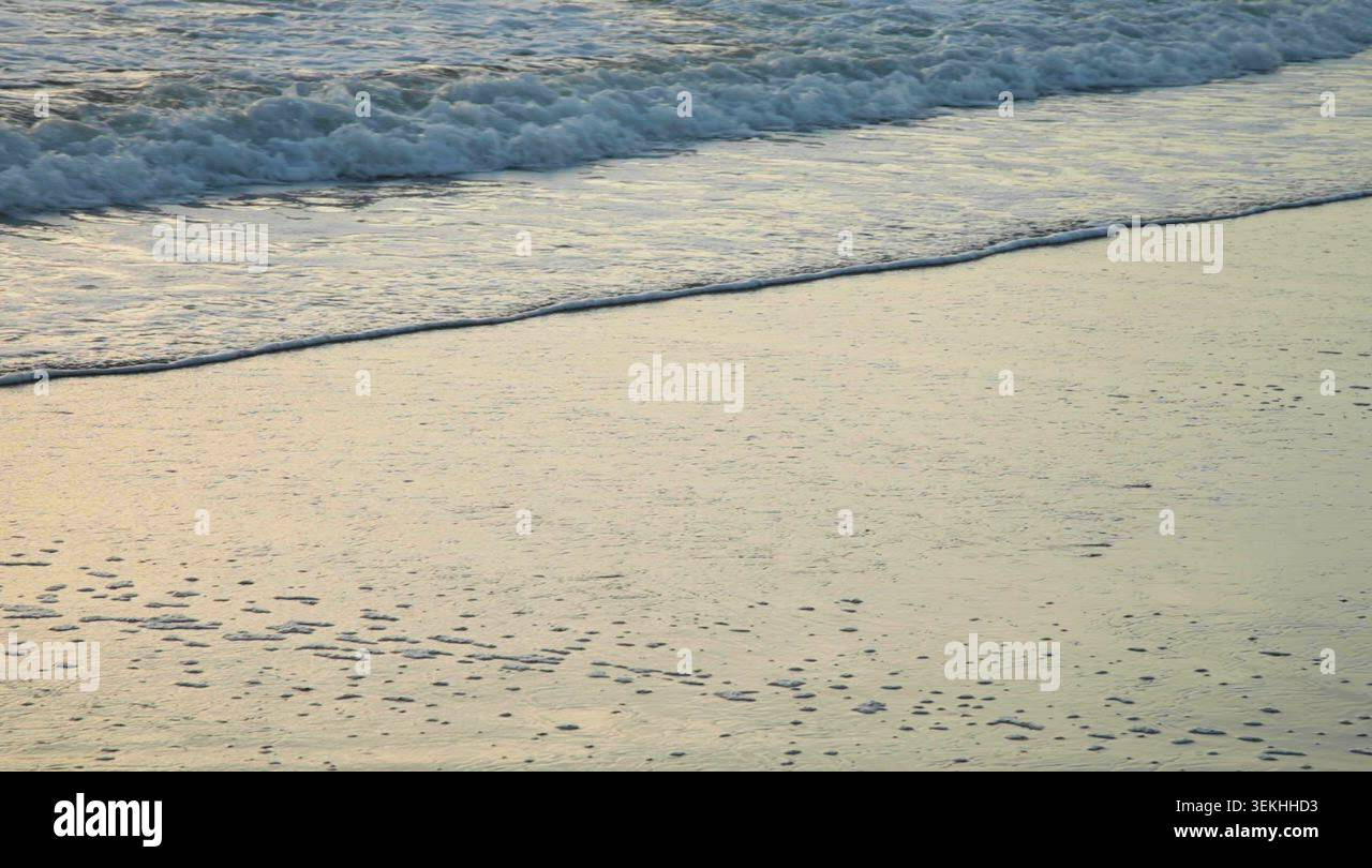 Gentle waves and a bird at sunrise Stock Video Footage - Alamy
