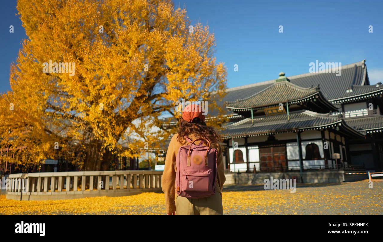 Woman admires gingko tree in Japan Stock Video Footage - Alamy