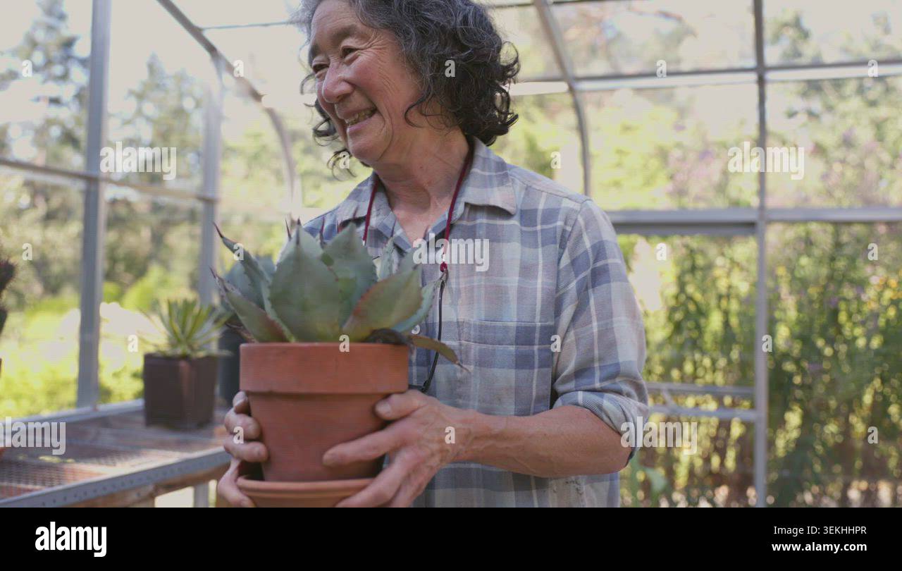 Woman caring for potted plants in a greenhouse on a sunny day Stock ...