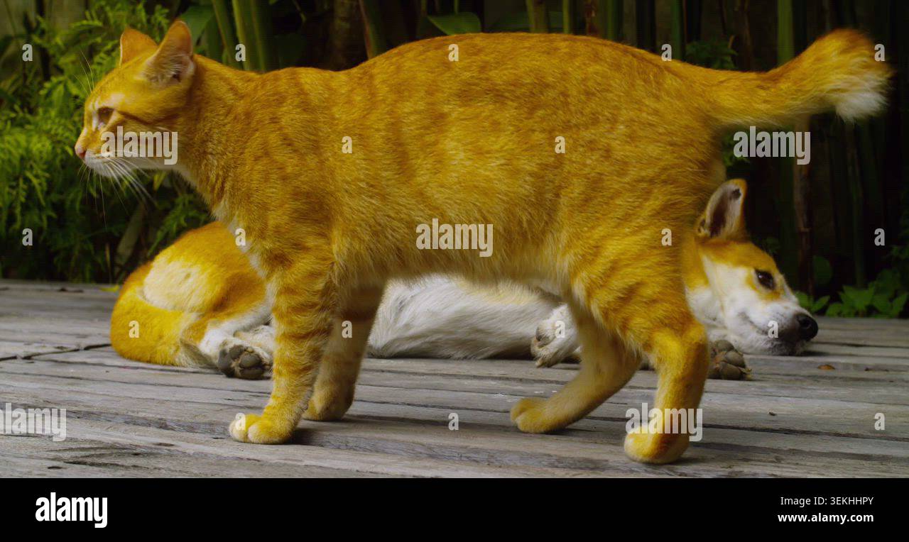 Ginger Cat Strolls Past Relaxing Dog Stock Video Footage - Alamy