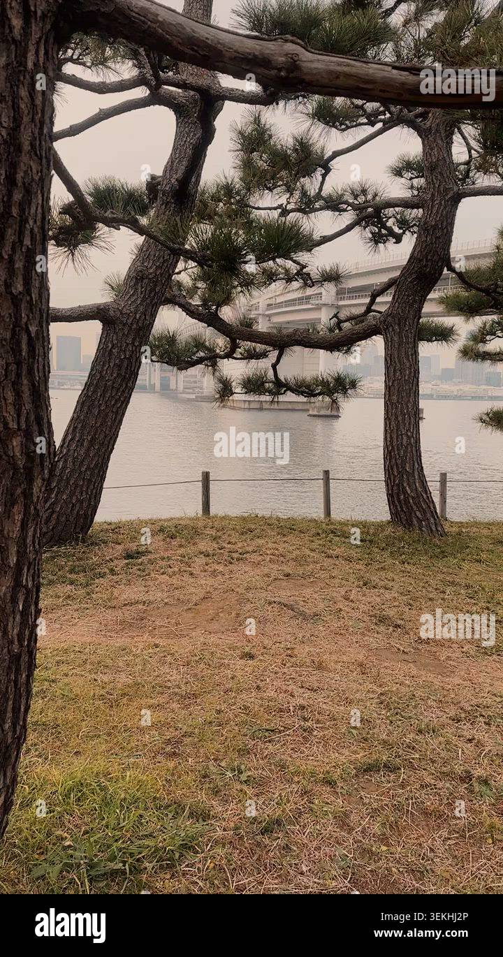 reveal shot: through pine trees to the edge of the bay Stock Video ...