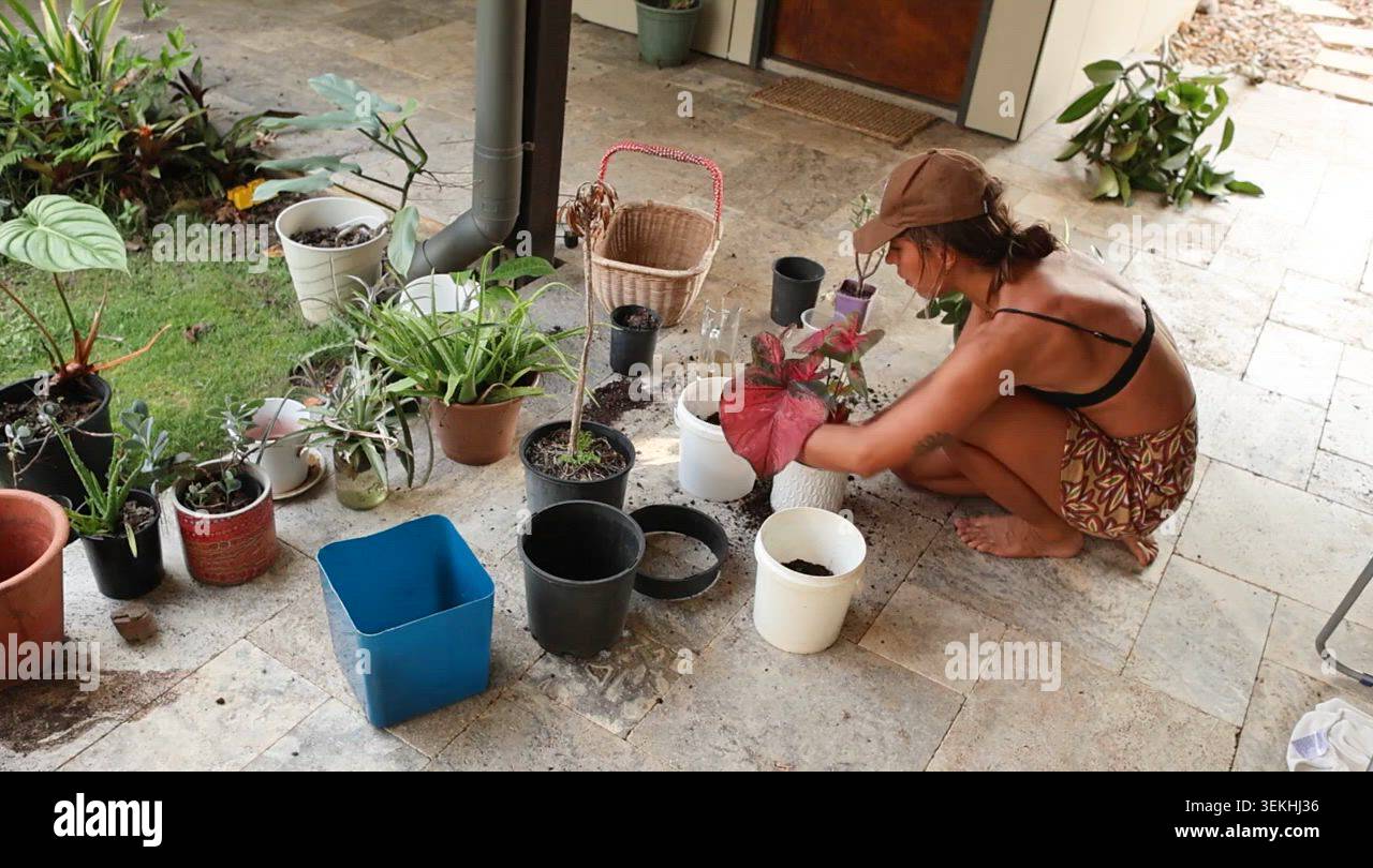 UGC Close Up Planting Red Caladium Stock Video Footage - Alamy