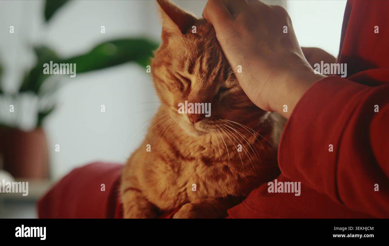 Person Petting Cat At Home Stock Video Footage - Alamy