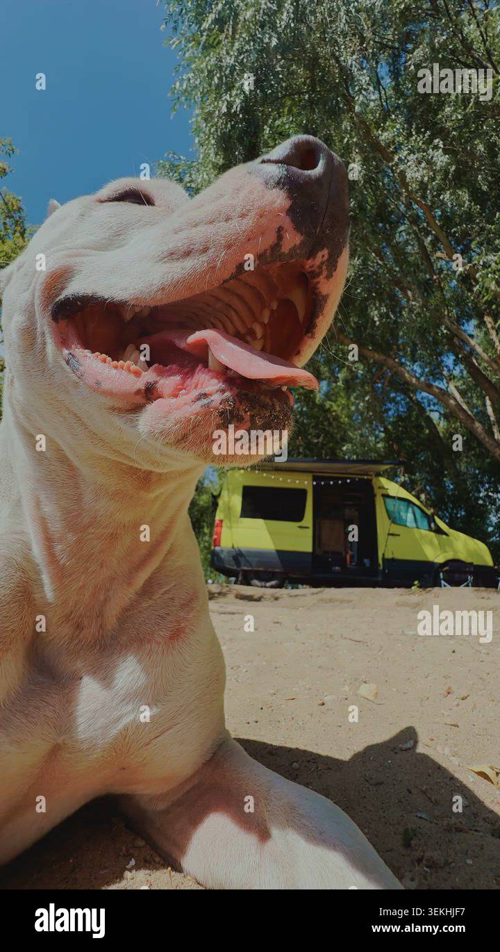Dog Enjoys Sunny Day Near Green Van in Outdoor Setting Stock Video ...