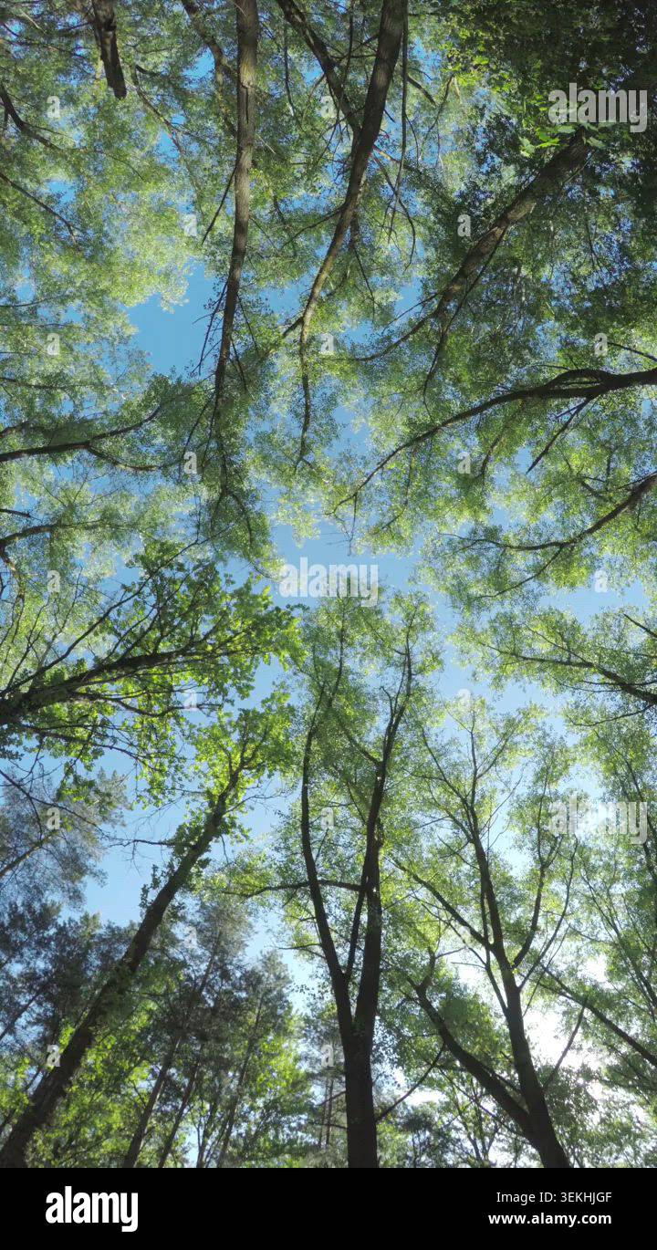 Summer nature tree sky Stock Video Footage - Alamy