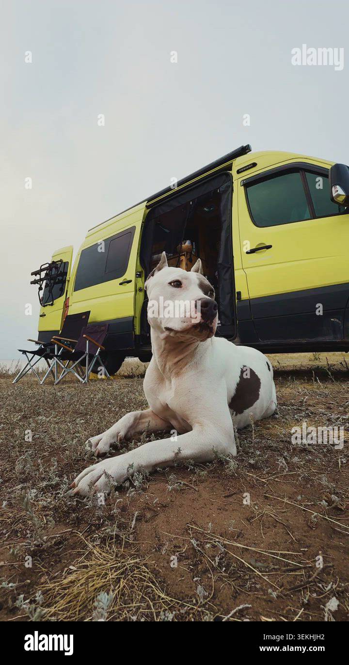 Guard Dog Relaxes Outside a Yellow Camper Van Outdoors Stock Video ...