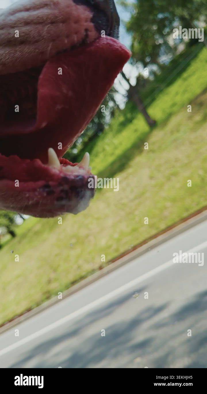Walking Dog With Tongue Outstretched Hot Summer City Day Stock Video ...