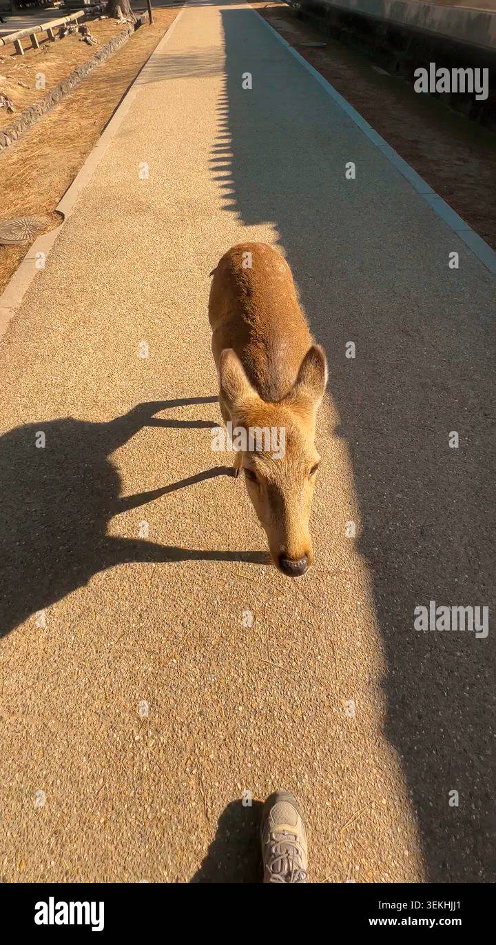 ugc anonymous person hand feeds deer Stock Video Footage - Alamy