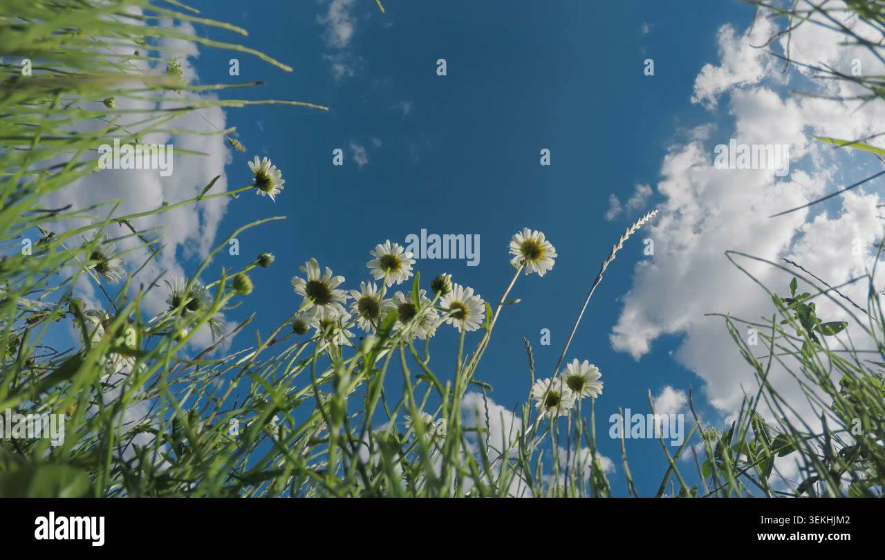 Summer nature meadow field grass daisy flower Stock Video Footage - Alamy