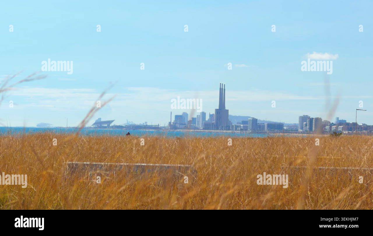 Walking by Golden vegetation field near city skyline Stock Video ...