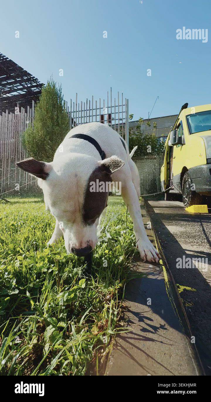 Cute Dog Drinks And Plays With Water In Hot Summer Stock Video Footage ...