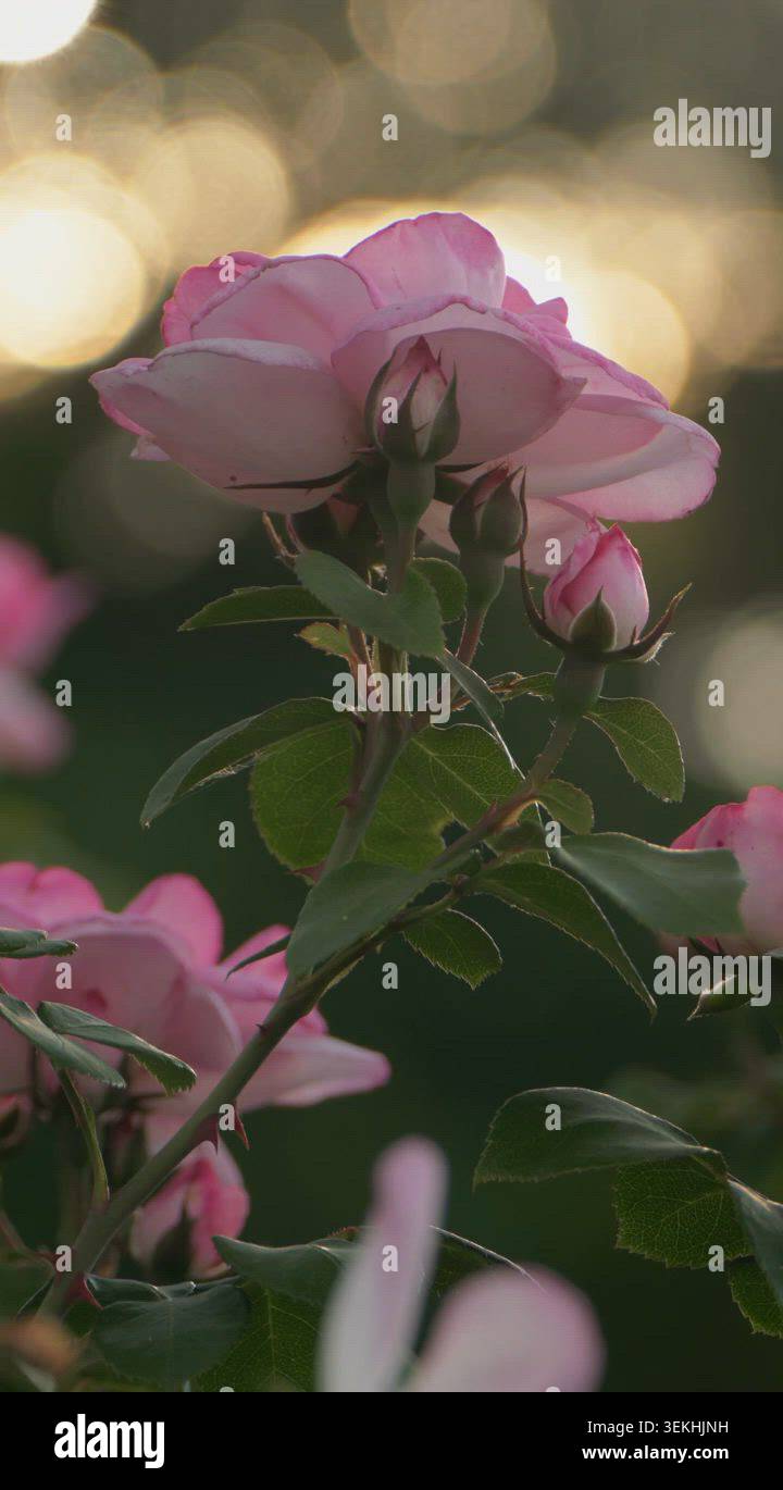 Summer nature garden rose flower Stock Video Footage - Alamy